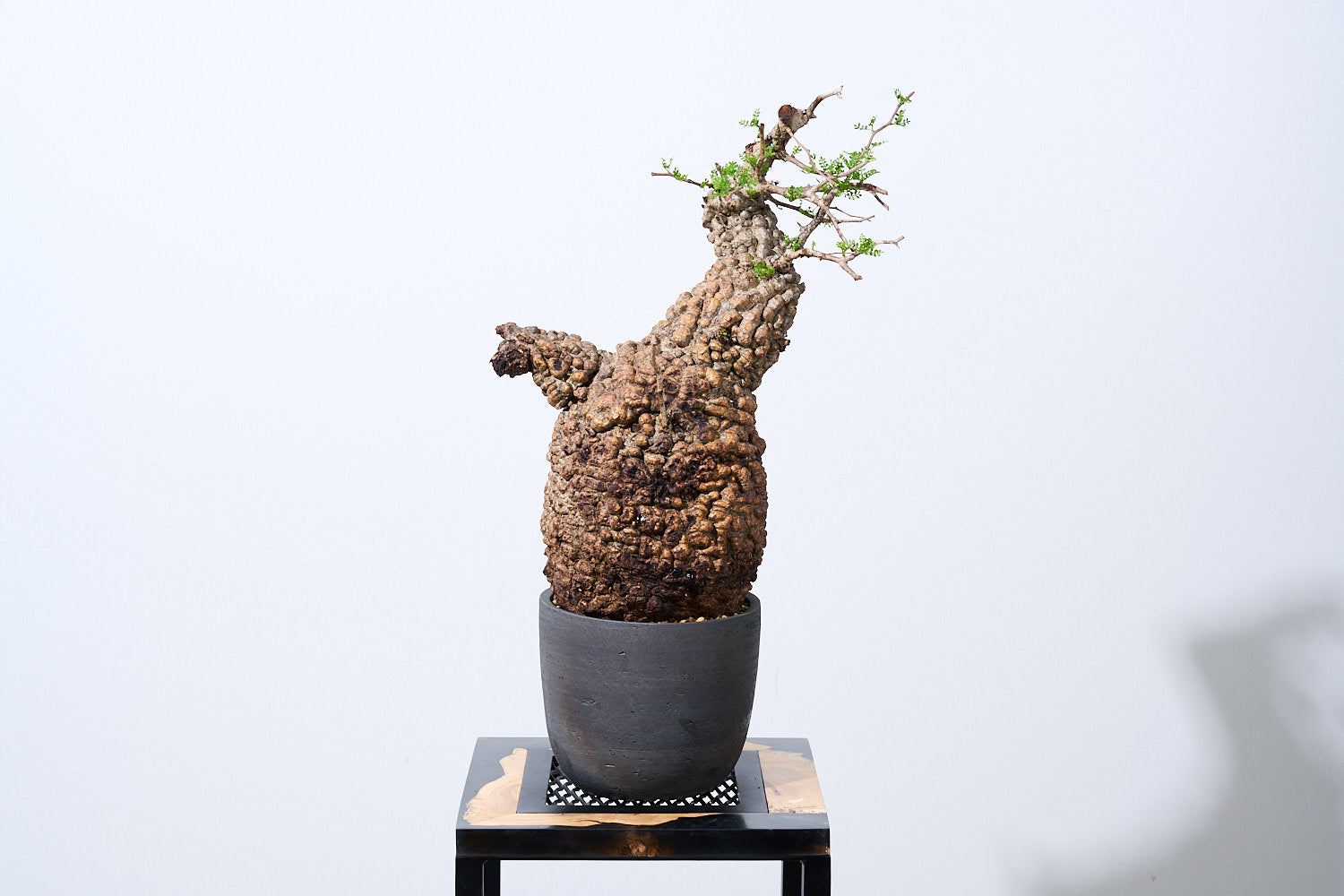 全商品 – 2ページ目 – KOMO