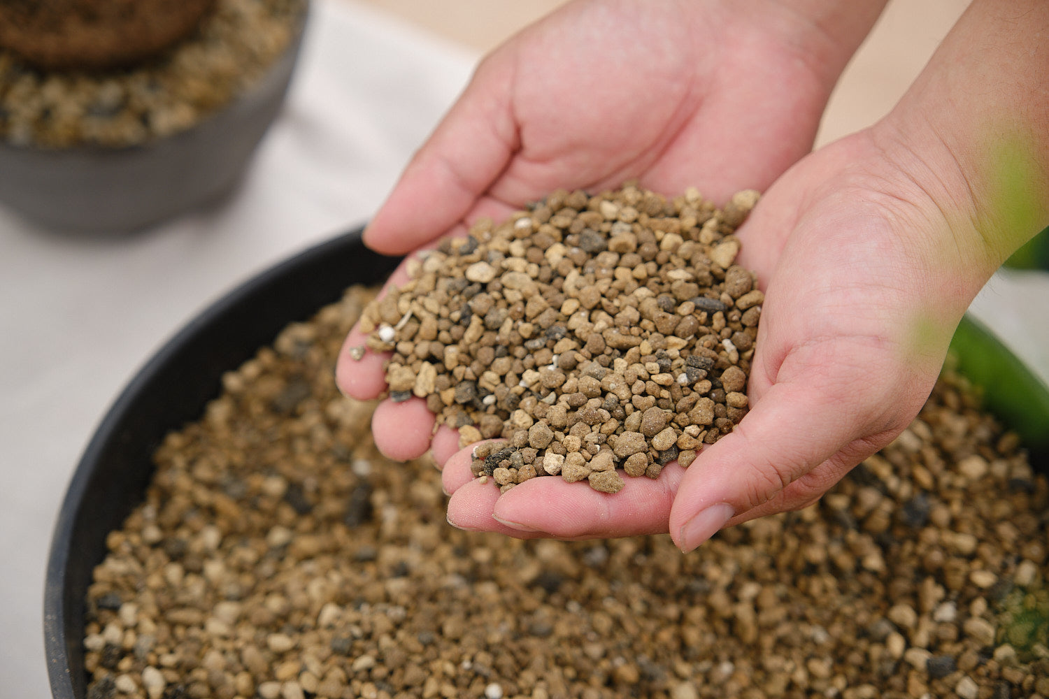 【KOMOオリジナル】パキプス育成 プレミアム用土 Premium Soil Mix for Pachypus