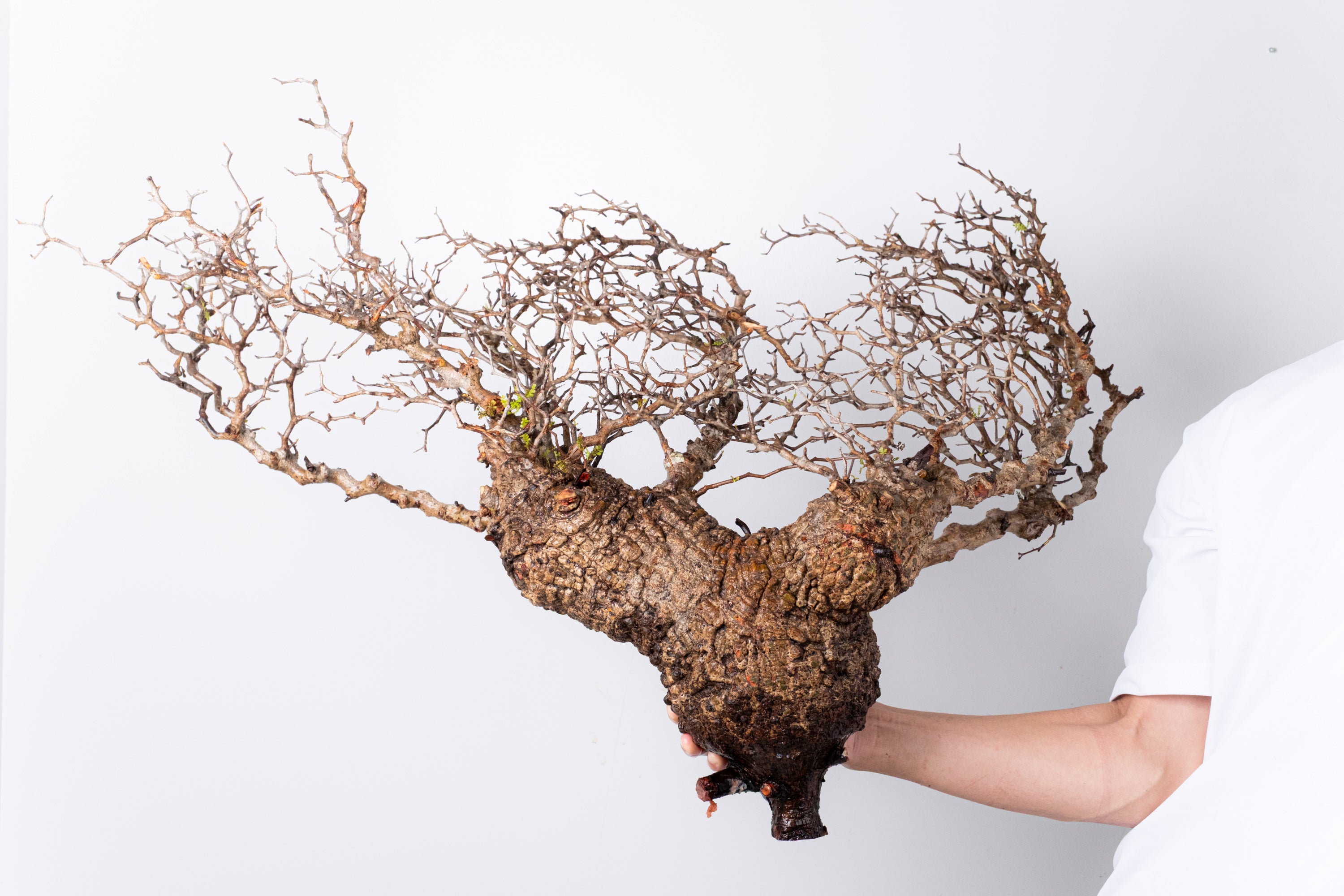 UP1 -オペルクリカリアパキプス ベアルート株 – KOMO