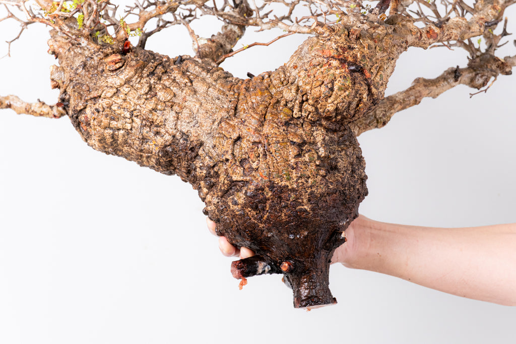 UP1 -オペルクリカリアパキプス ベアルート株 – KOMO