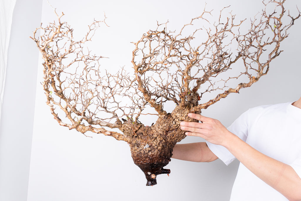 UP1 -オペルクリカリアパキプス ベアルート株 – KOMO