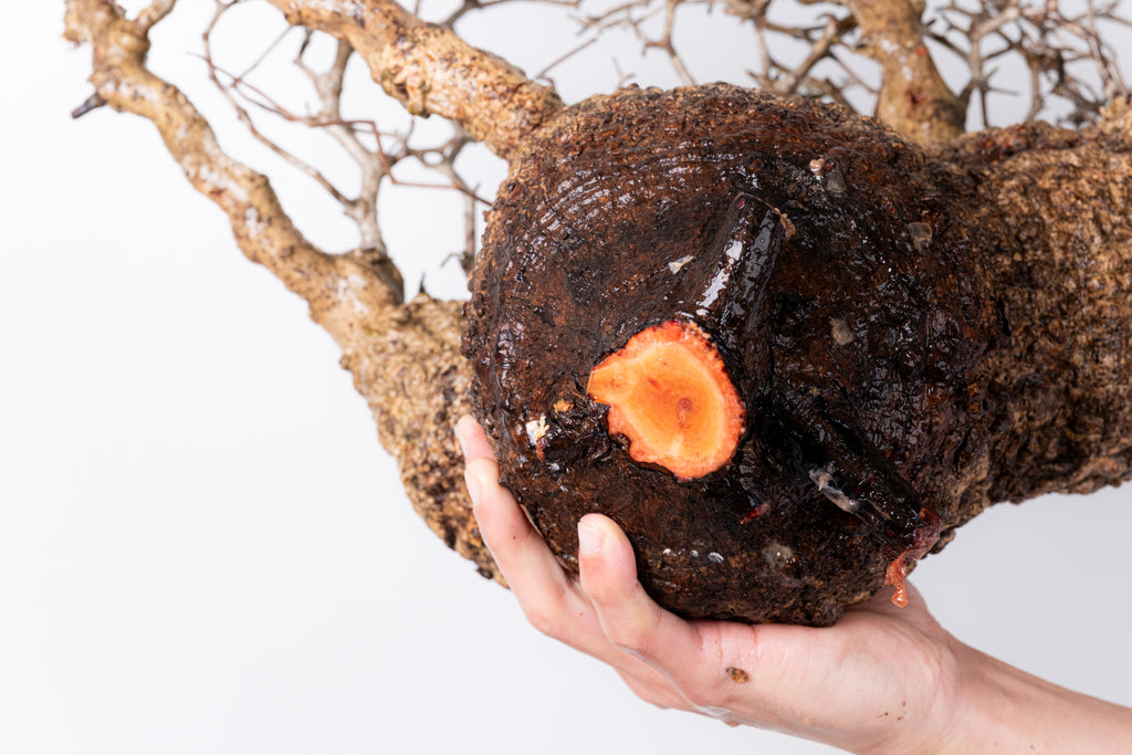 UP1 -オペルクリカリアパキプス ベアルート株 – KOMO