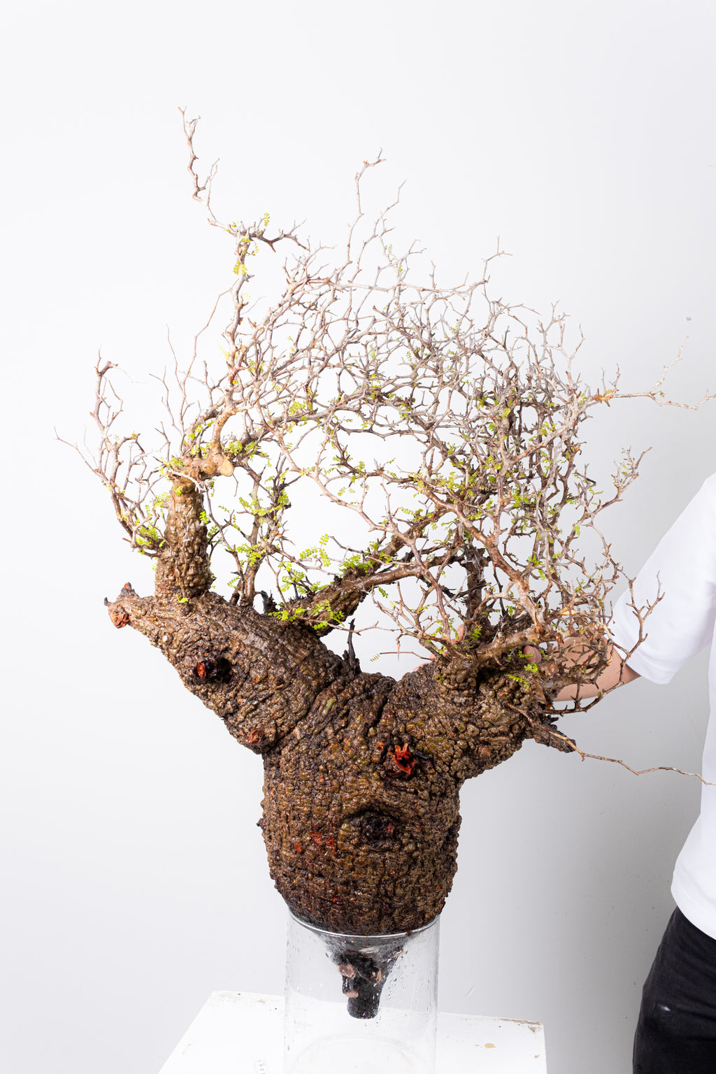 UP3 -オペルクリカリアパキプス ベアルート株 – KOMO