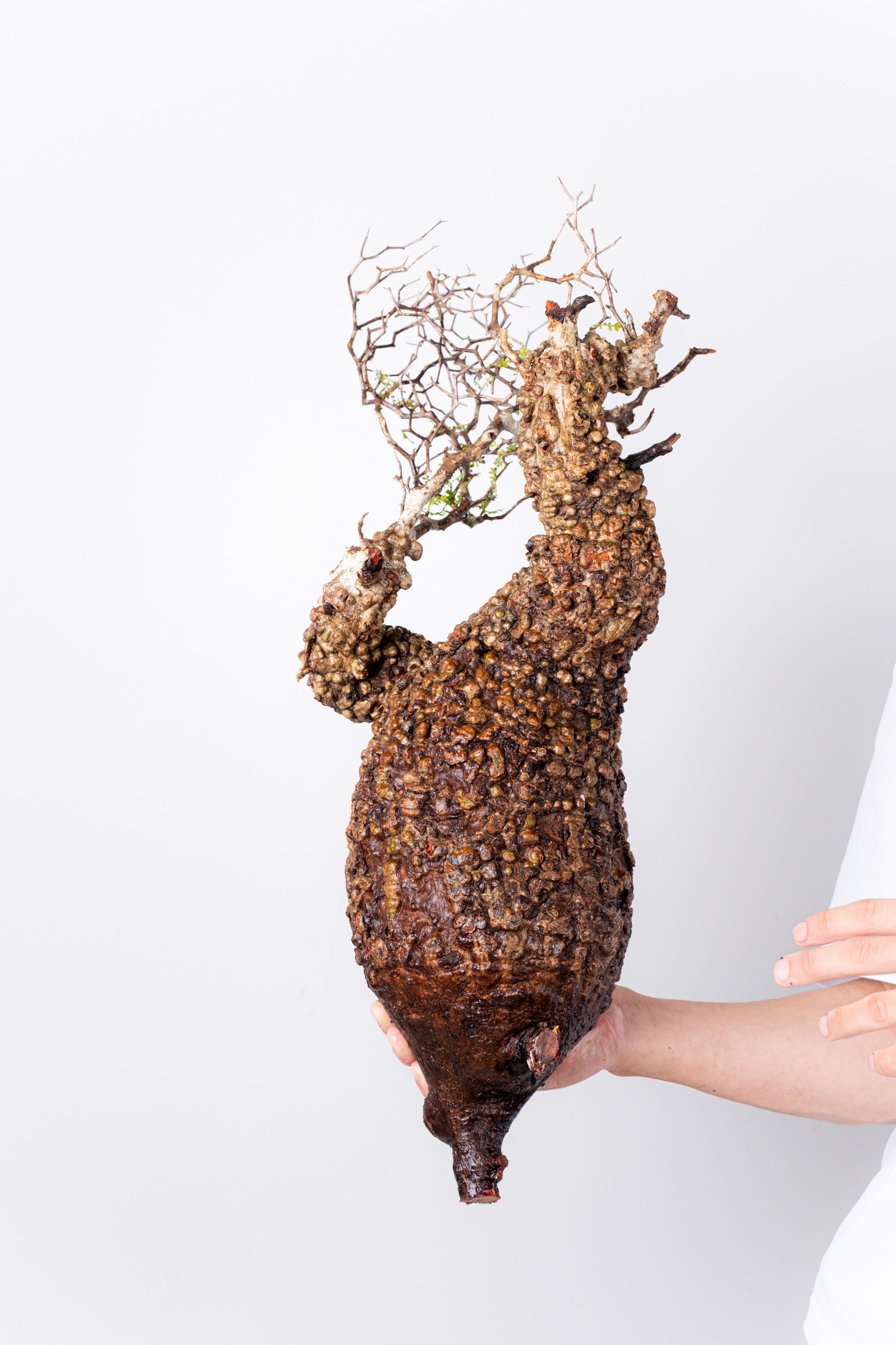 UP5-オペルクリカリアパキプス ベアルート株 – KOMO