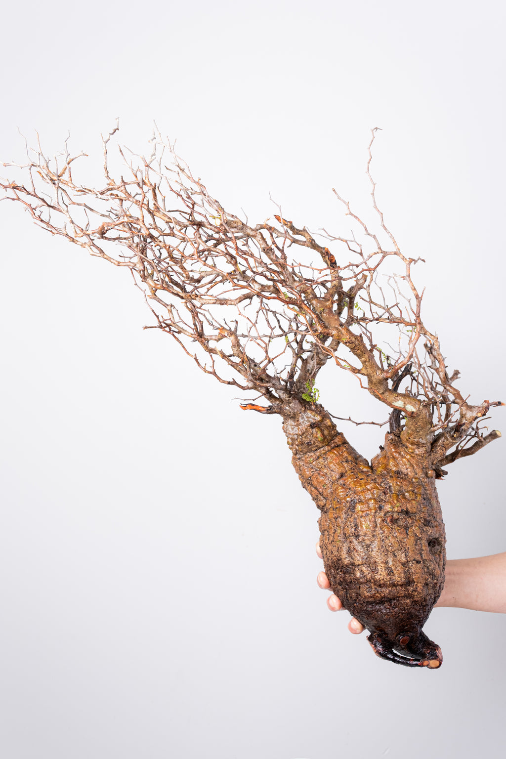 UP6-オペルクリカリアパキプス ベアルート株 – KOMO