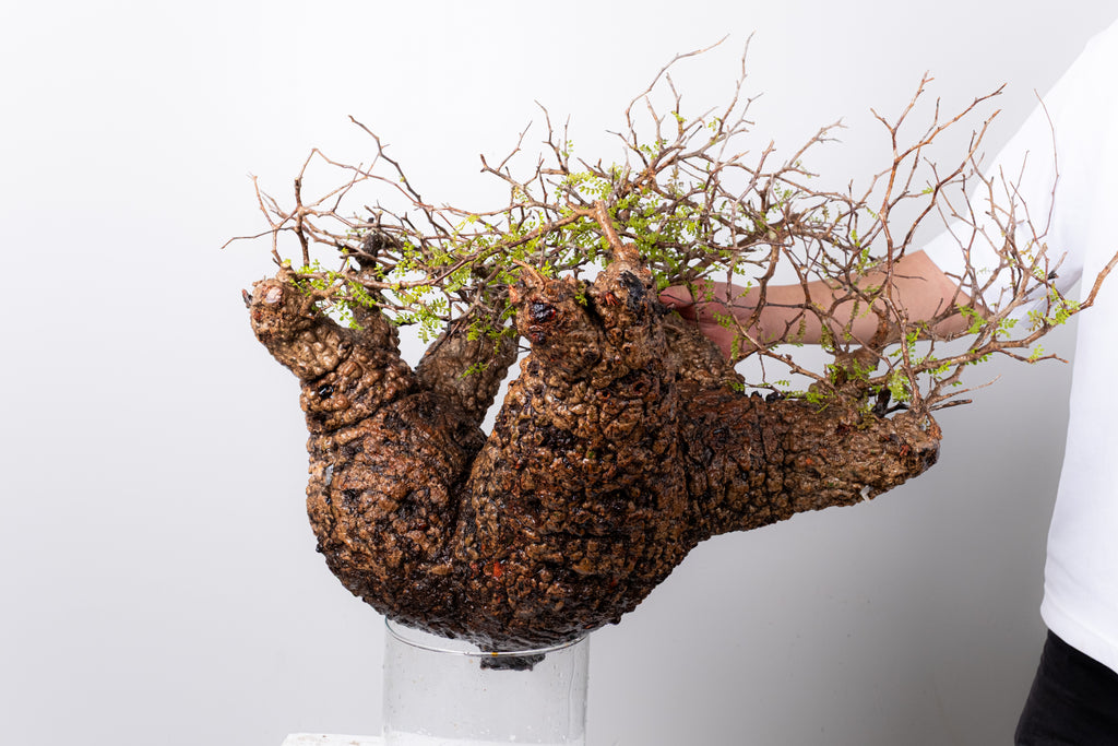 UP7-オペルクリカリアパキプス ベアルート株 – KOMO