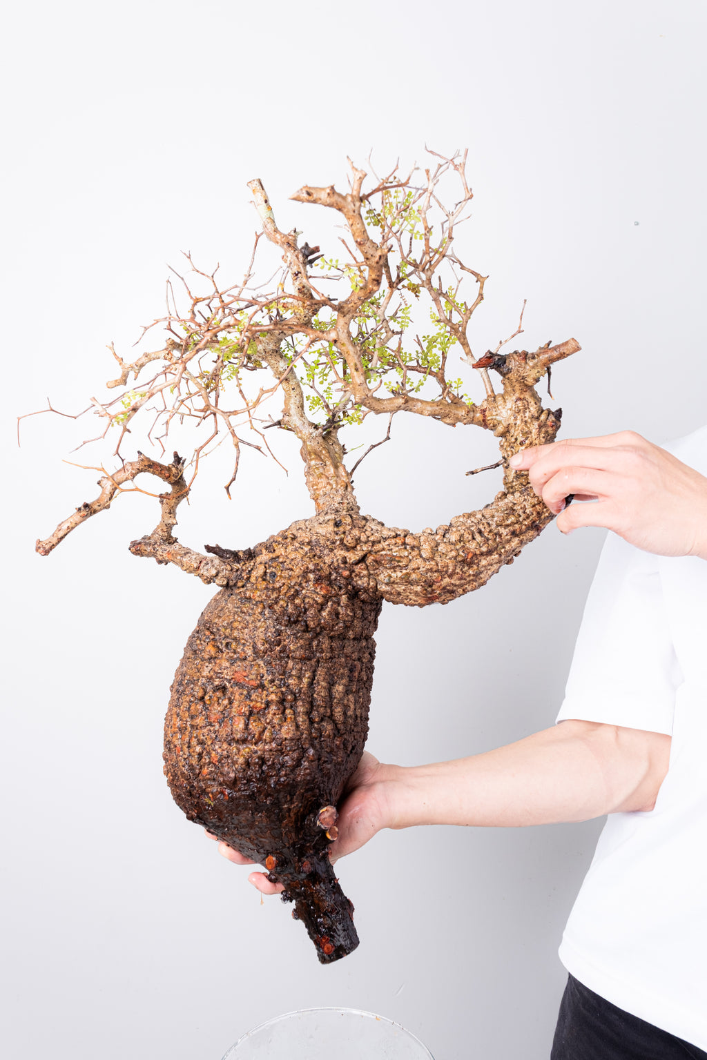 UP8-オペルクリカリアパキプス ベアルート株 – KOMO