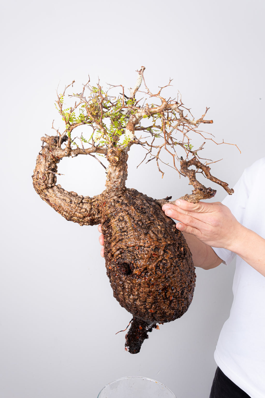 UP8-オペルクリカリアパキプス ベアルート株 – KOMO