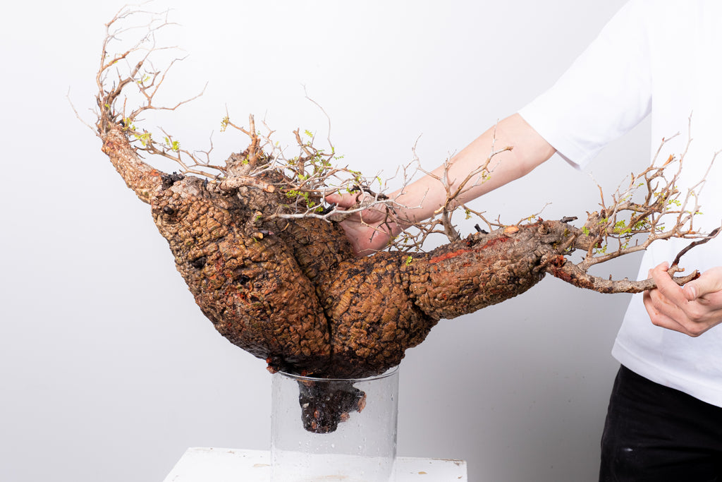 UP9-オペルクリカリアパキプス ベアルート株 – KOMO