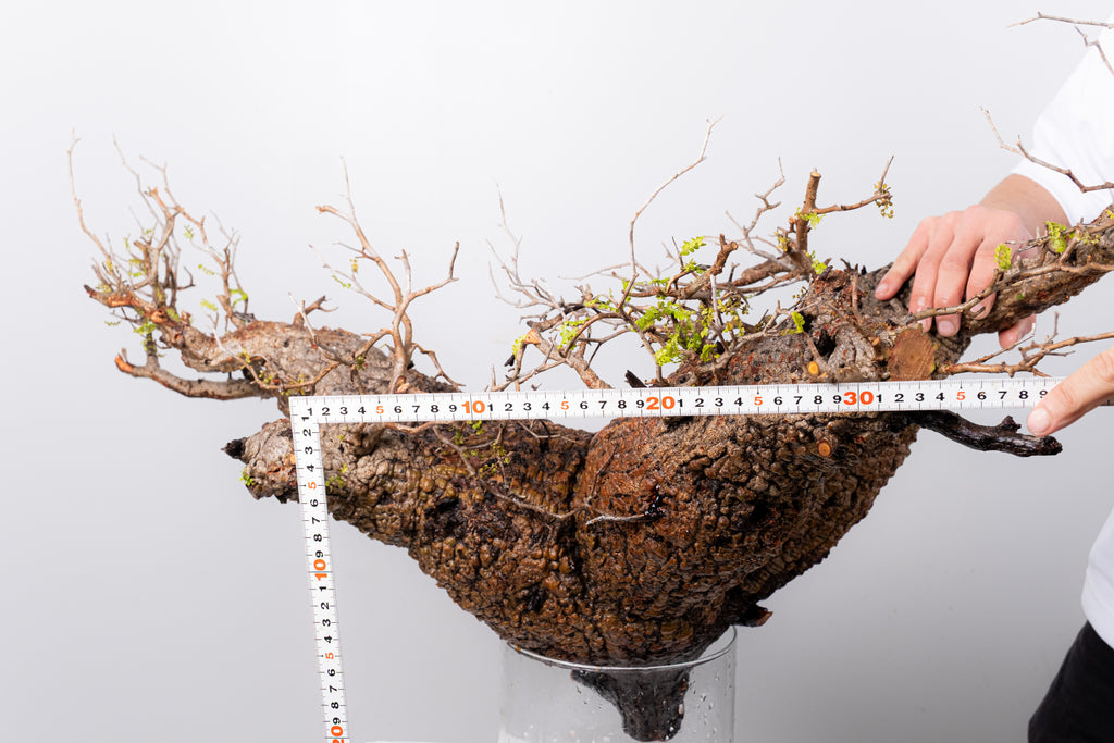 UP9-オペルクリカリアパキプス ベアルート株 – KOMO