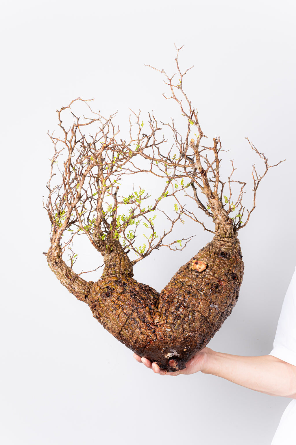 UP10-オペルクリカリアパキプス ベアルート株 – KOMO