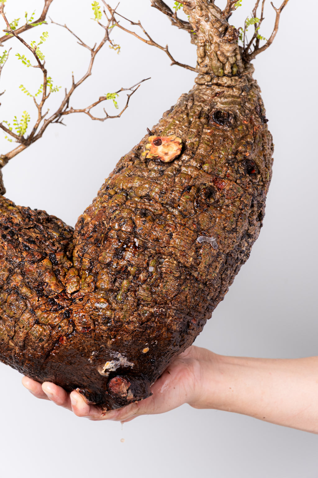 UP10-オペルクリカリアパキプス ベアルート株 – KOMO