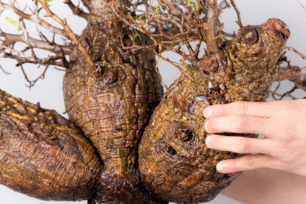 UP11-オペルクリカリアパキプス ベアルート株 – KOMO