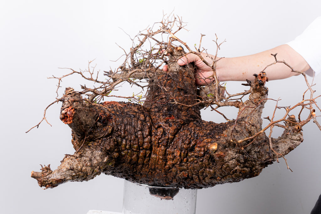 UP12-オペルクリカリアパキプス ベアルート株 – KOMO