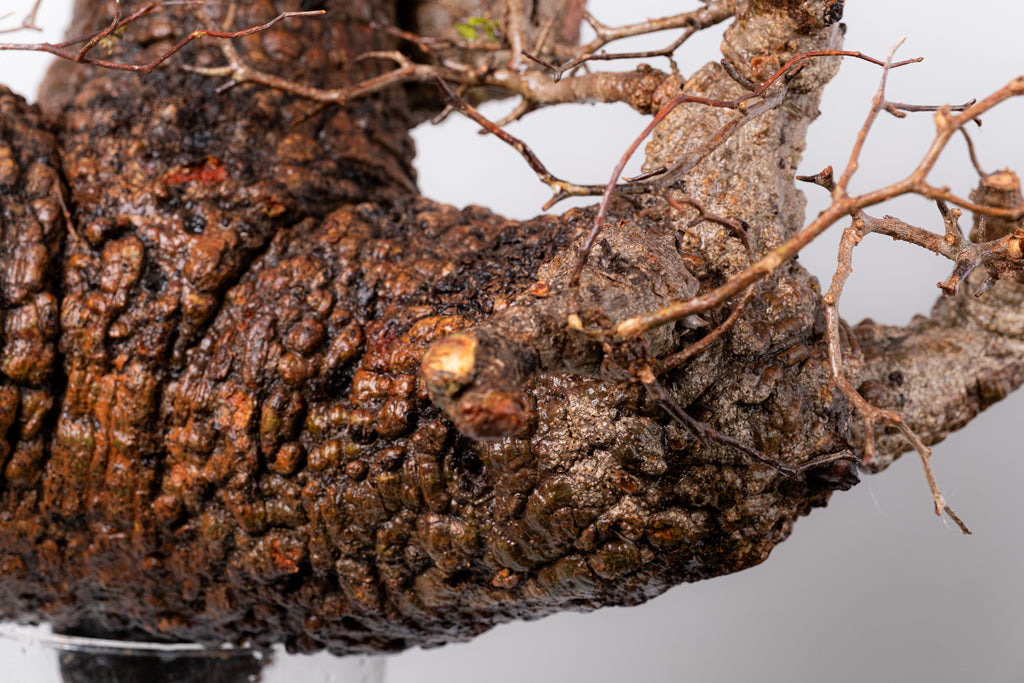 UP12-オペルクリカリアパキプス ベアルート株 – KOMO