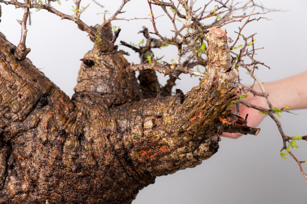 UP13-オペルクリカリアパキプス ベアルート株 – KOMO