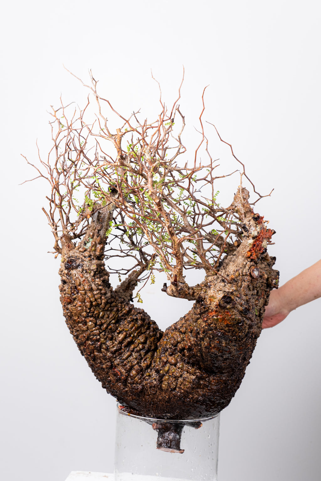 UP14-オペルクリカリアパキプス ベアルート株 – KOMO