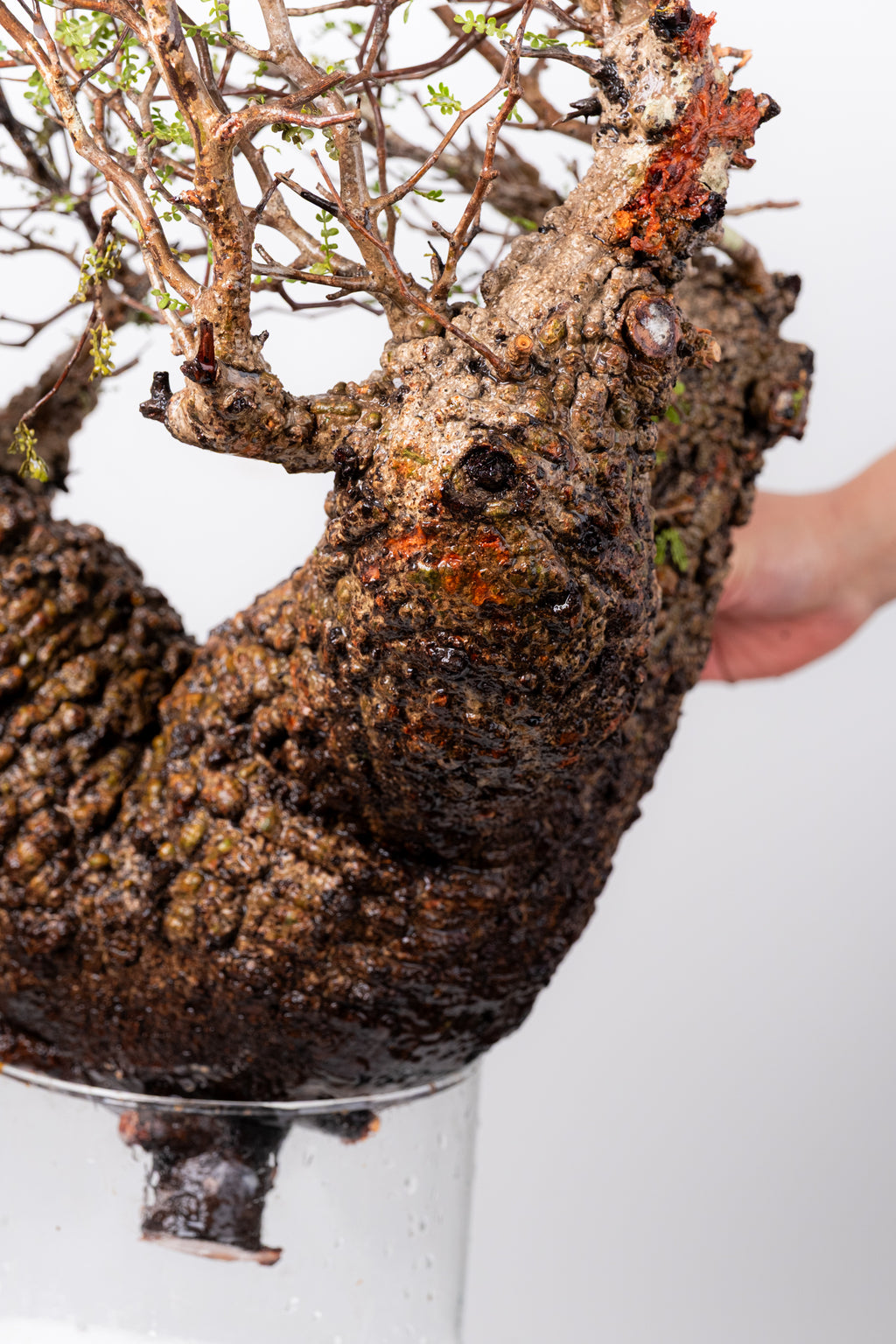 UP14-オペルクリカリアパキプス ベアルート株 – KOMO