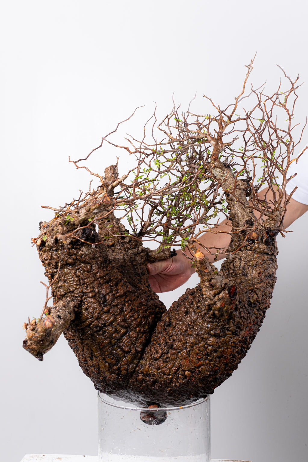 UP14-オペルクリカリアパキプス ベアルート株 – KOMO