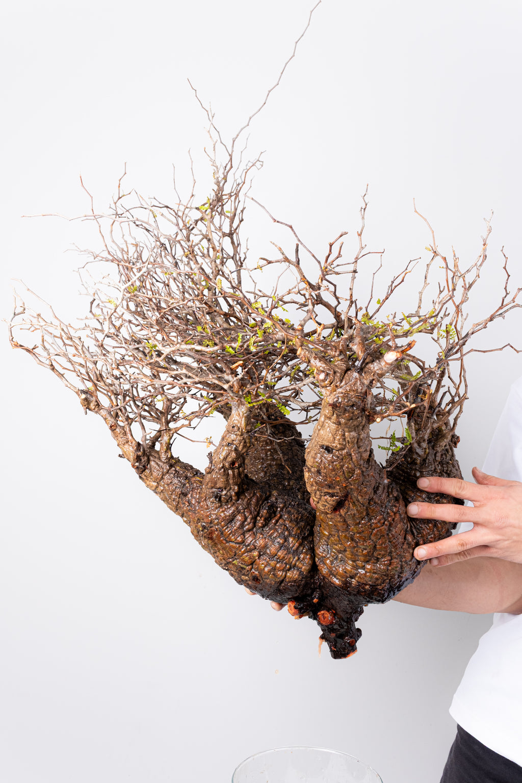 UP15-オペルクリカリアパキプス ベアルート株 – KOMO