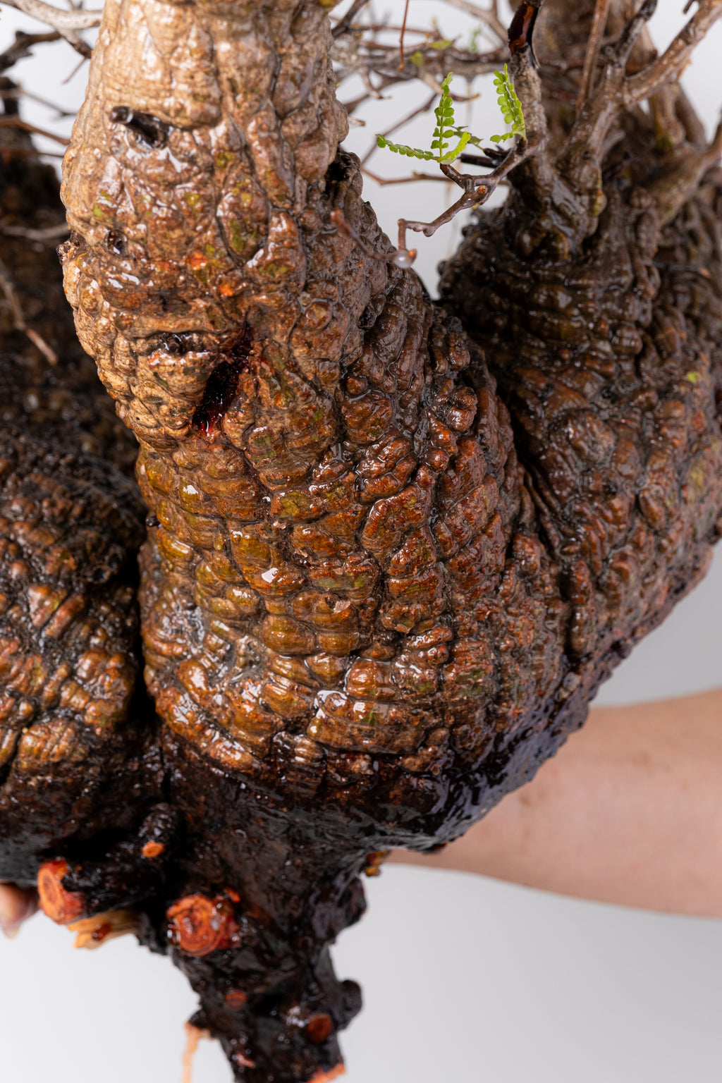 UP15-オペルクリカリアパキプス ベアルート株 – KOMO