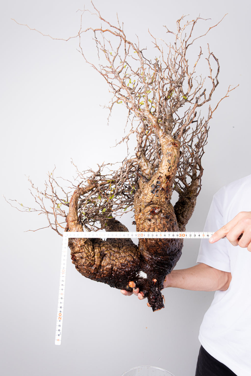 UP15-オペルクリカリアパキプス ベアルート株 – KOMO