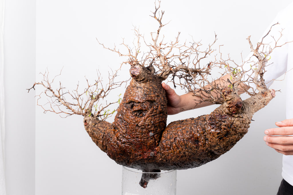 UP18-オペルクリカリアパキプス ベアルート株 – KOMO