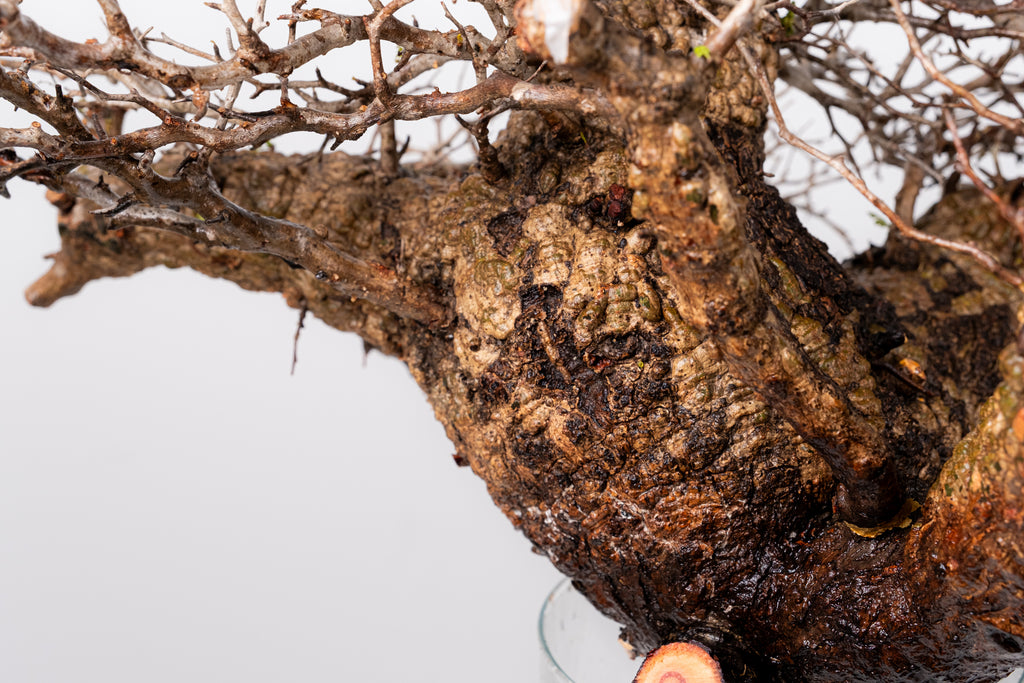 UP19-オペルクリカリアパキプス ベアルート株 – KOMO