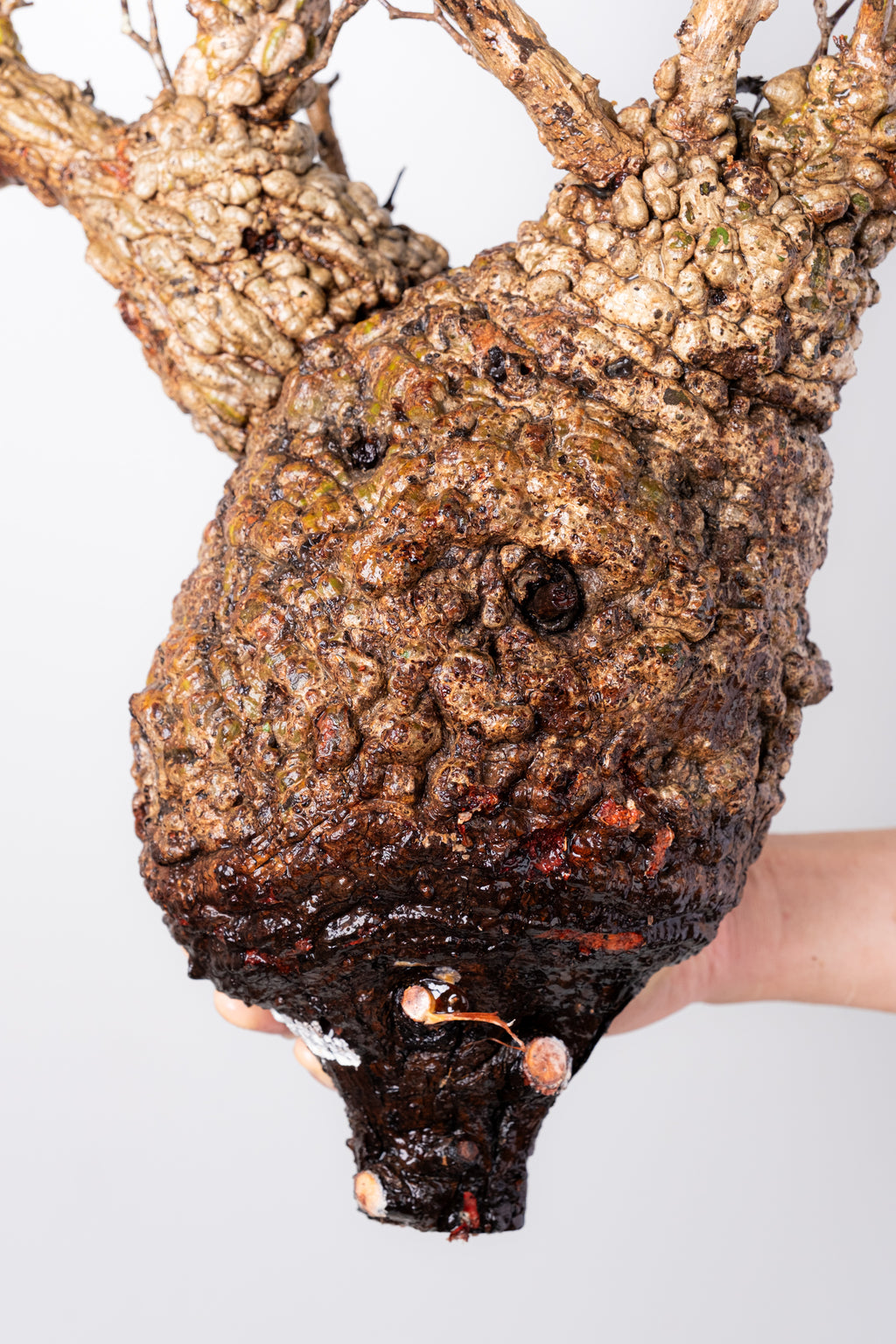 UP20-オペルクリカリアパキプス ベアルート株 – KOMO