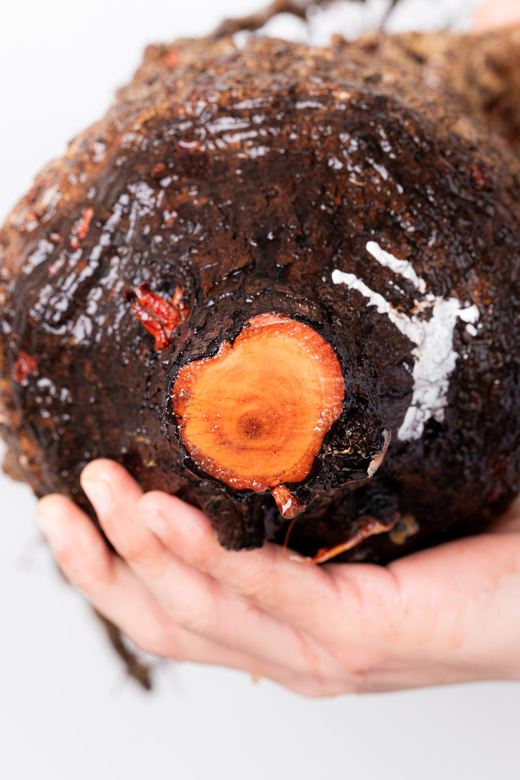 UP20-オペルクリカリアパキプス ベアルート株 – KOMO