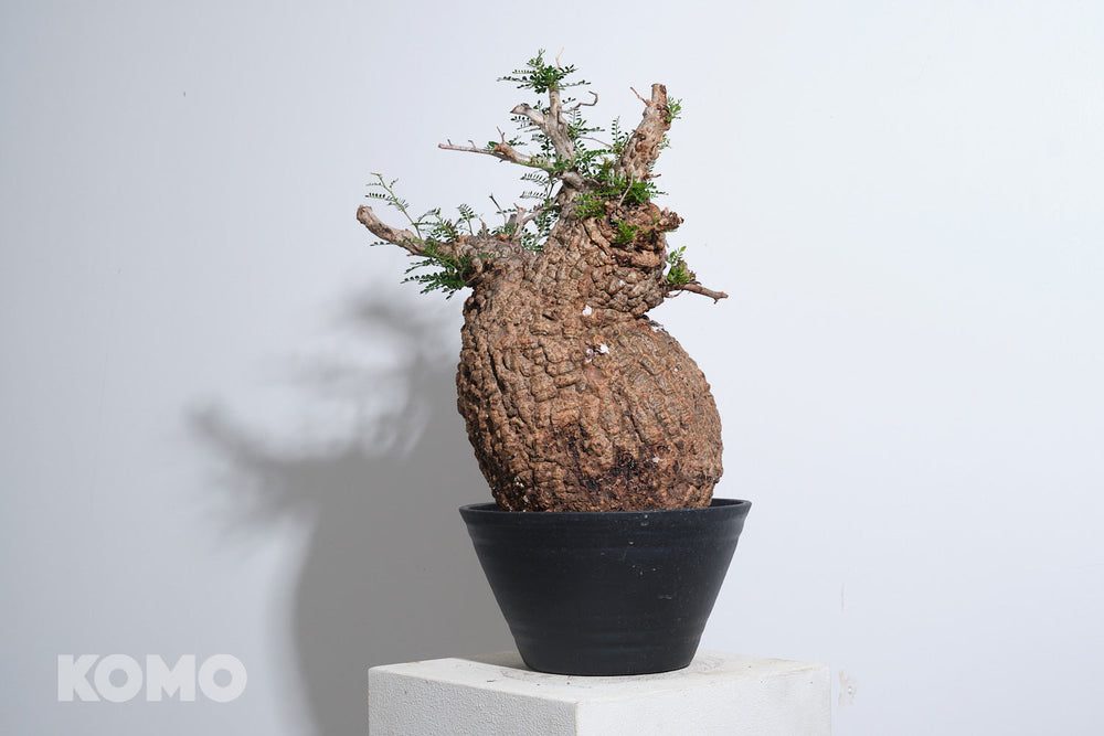 オペルクリカリア・パキプス / OPERCULICARYA PACHYPUS – KOMO