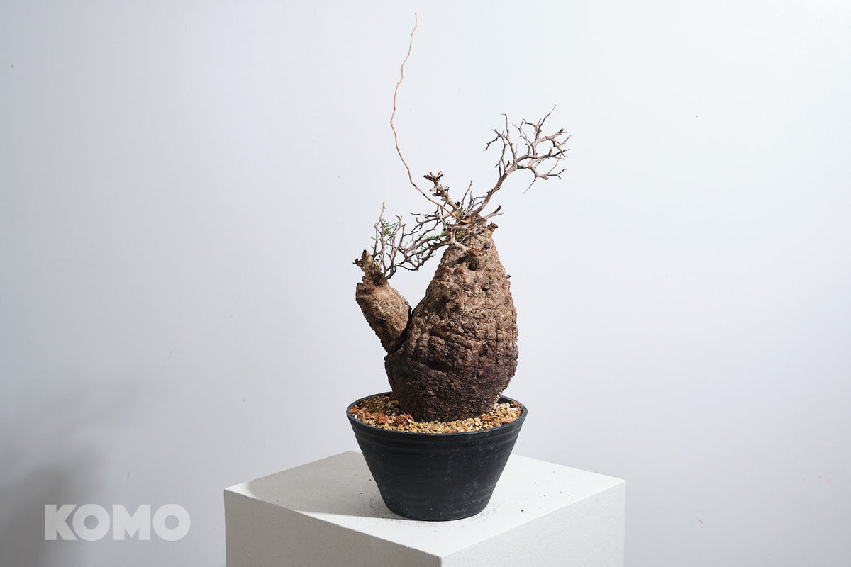 全商品 – 2ページ目 – KOMO