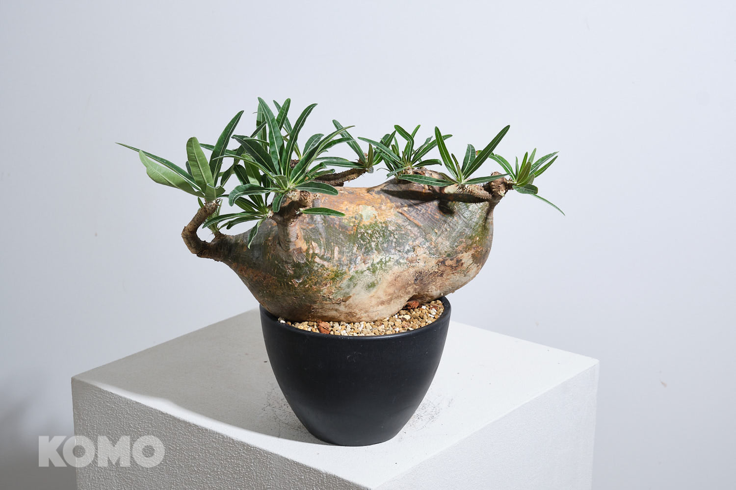 商品 – 2ページ目 – KOMO