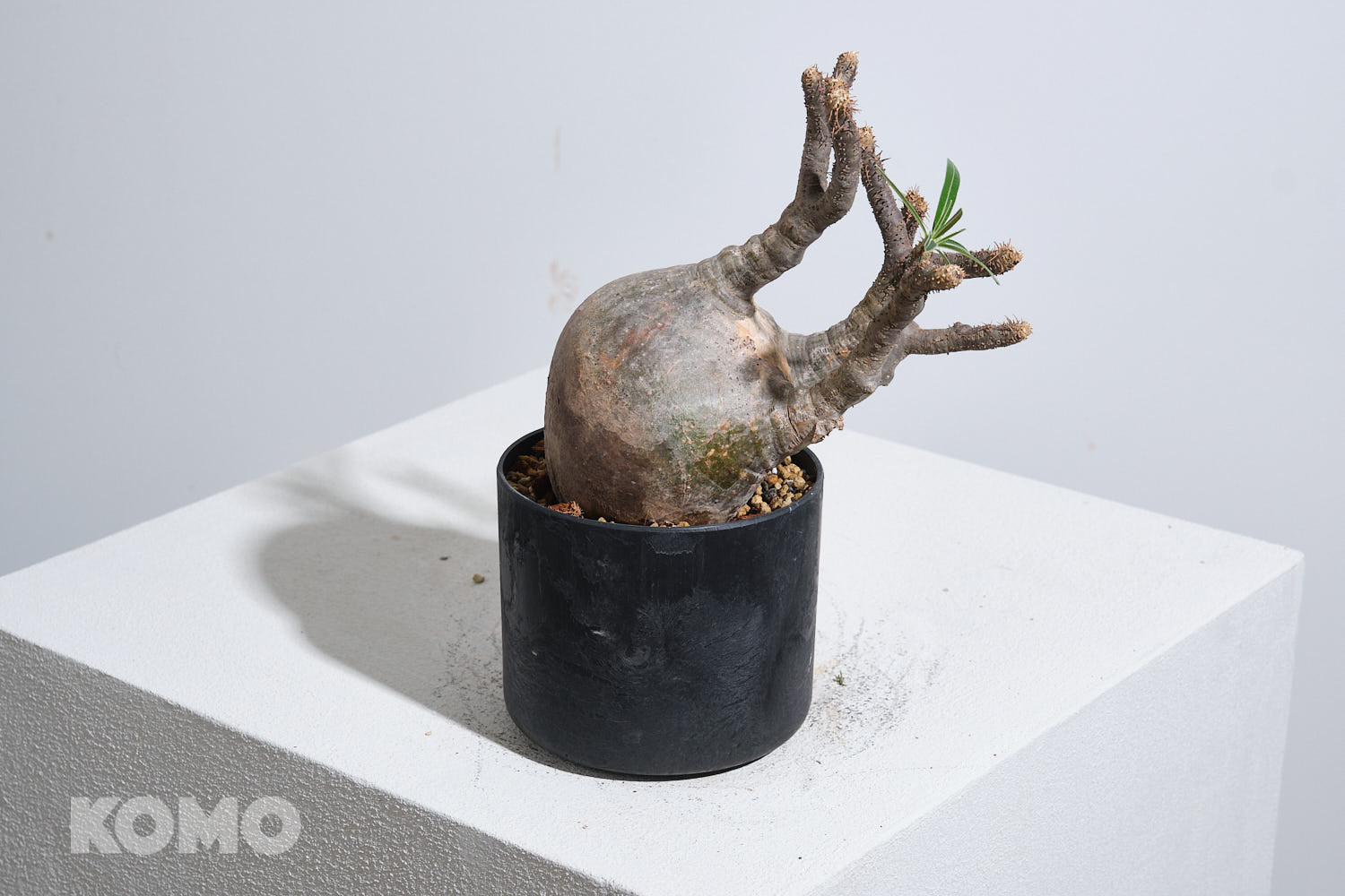 全商品 – 2ページ目 – KOMO