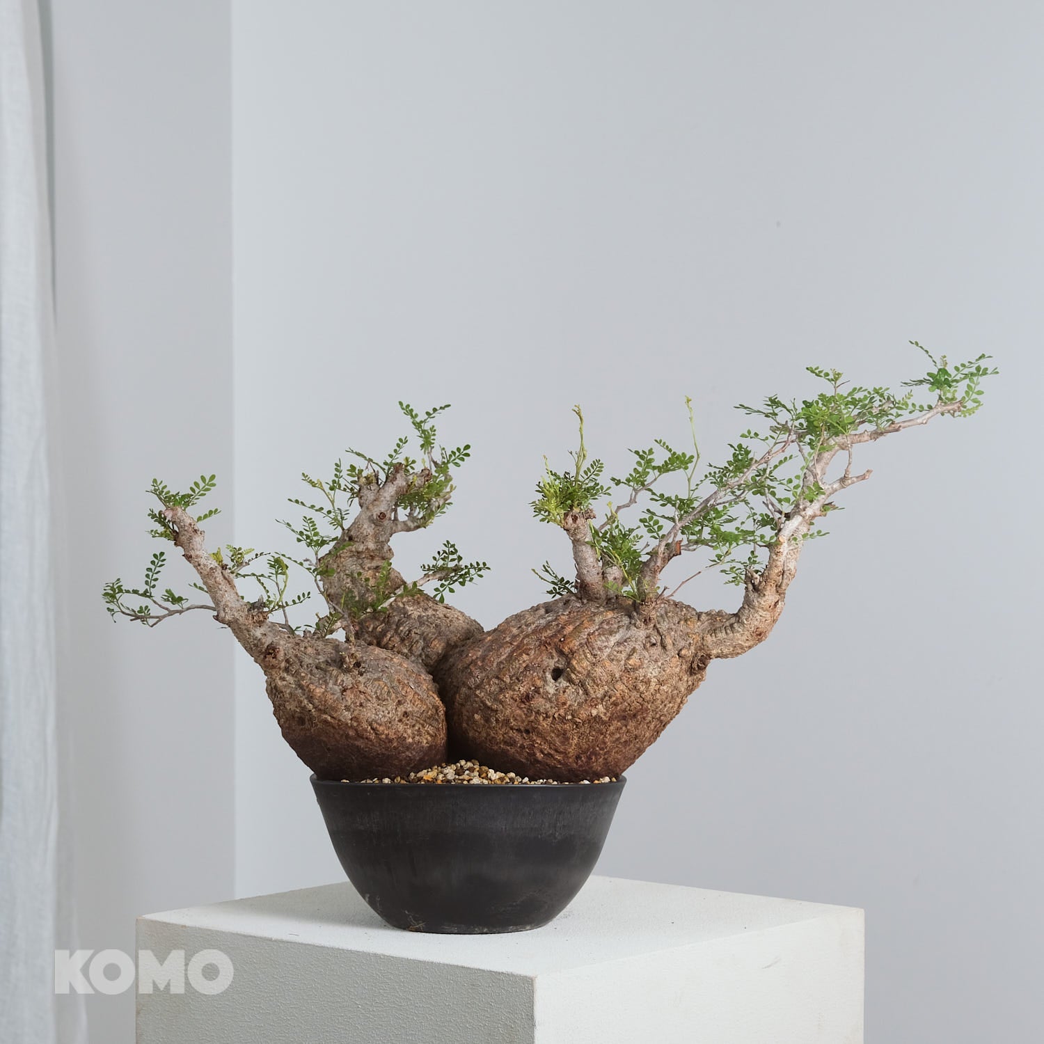 商品 – KOMO