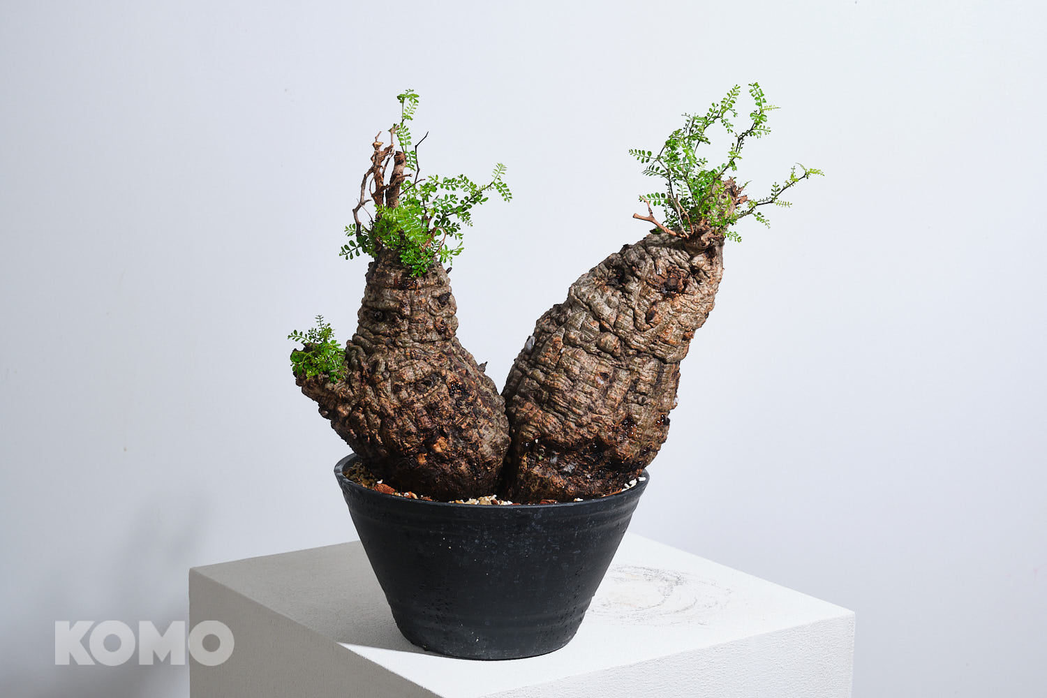 オペルクリカリア・パキプス / OPERCULICARYA PACHYPUS – KOMO