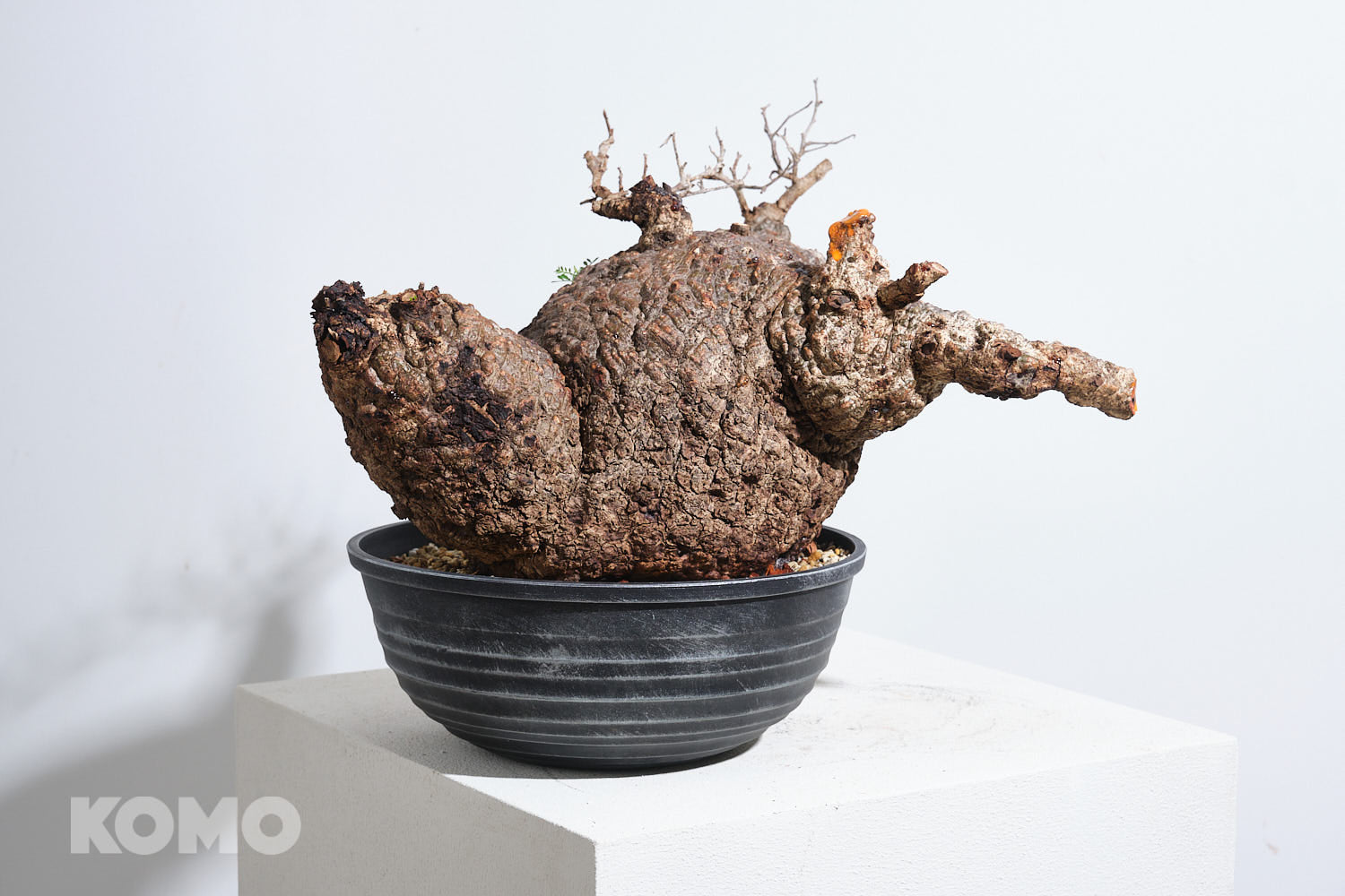 全商品 – 2ページ目 – KOMO