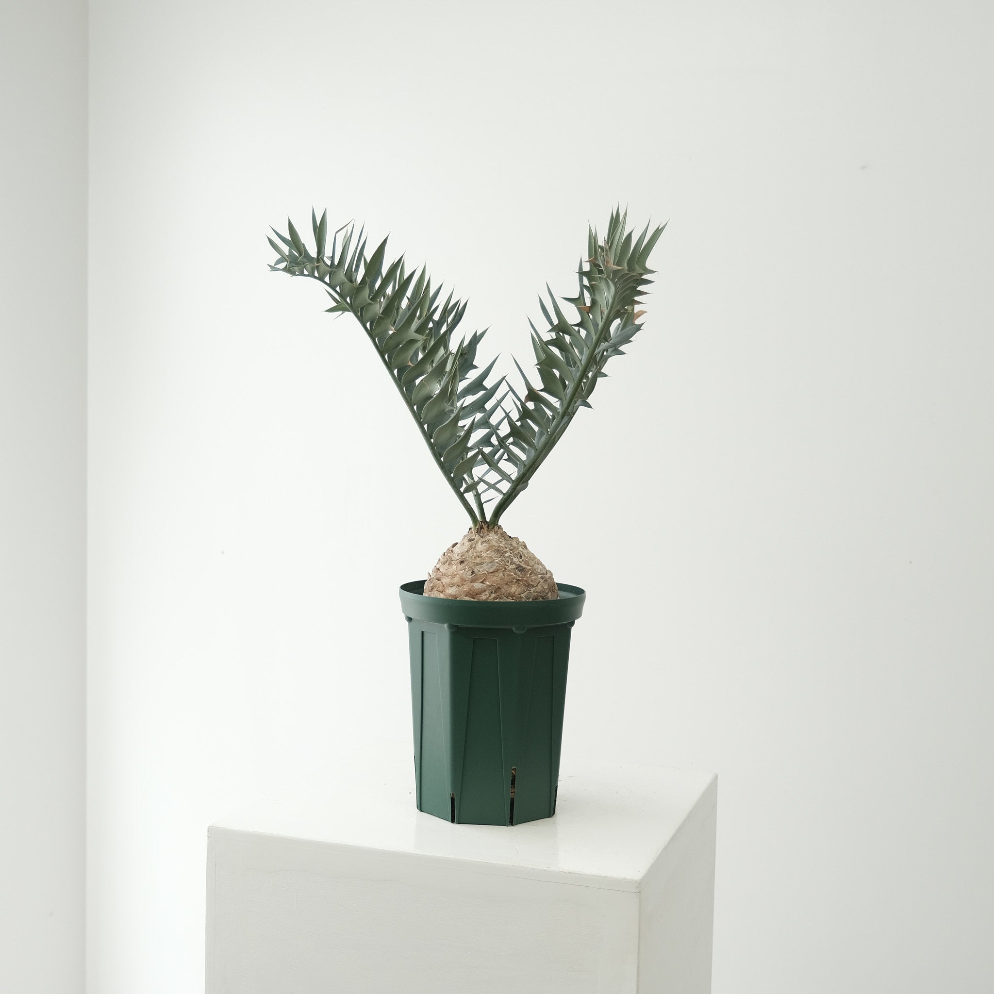 商品 – 2ページ目 – KOMO